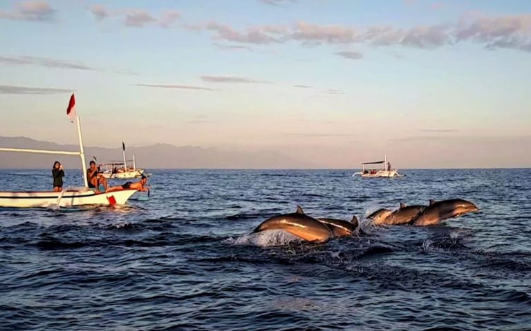Bali Dolphin and North Bali Tour – Sapta Bali Tour